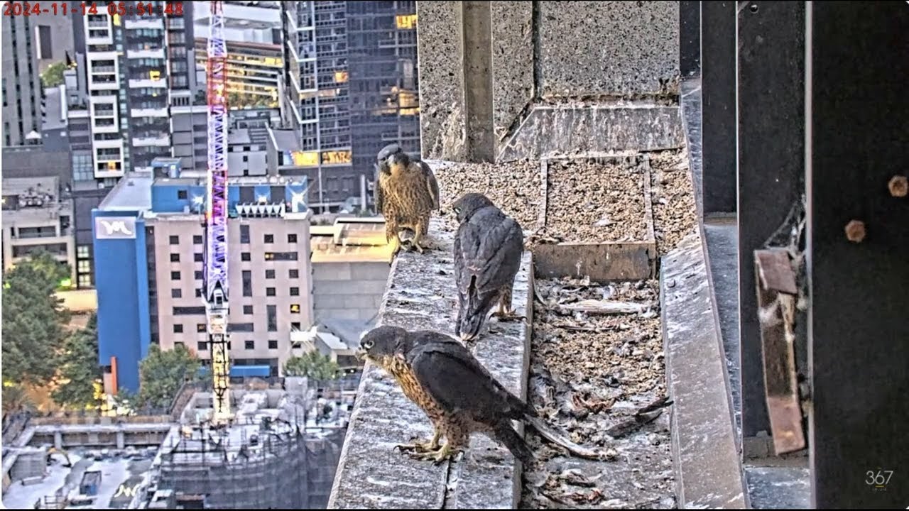 The first chick of peregrine falcon fledged 367 Collins Falcons 2024 ...
