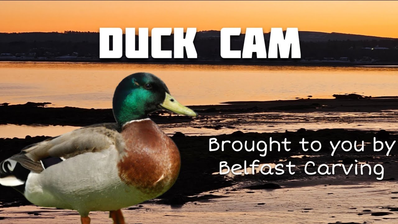 Duck Cam - Wild Duck Feeding at Dusk - YouTube