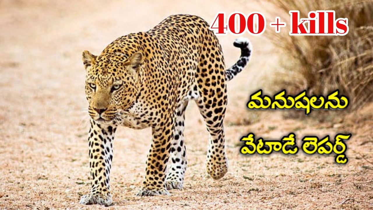 man eating leopard of panar full story in telugu Animals stories wild ...