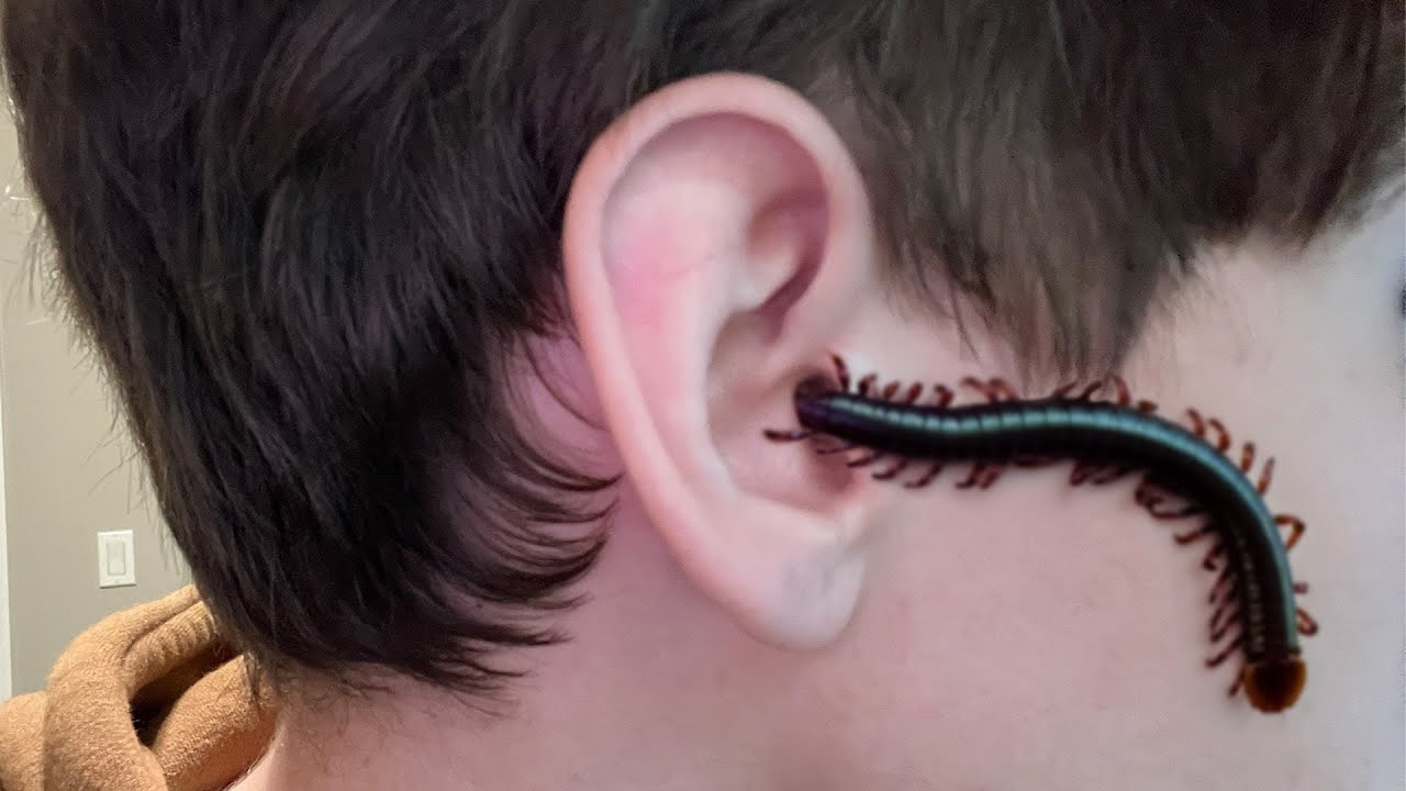 this CREATURE is stuck in my EAR... - YouTube