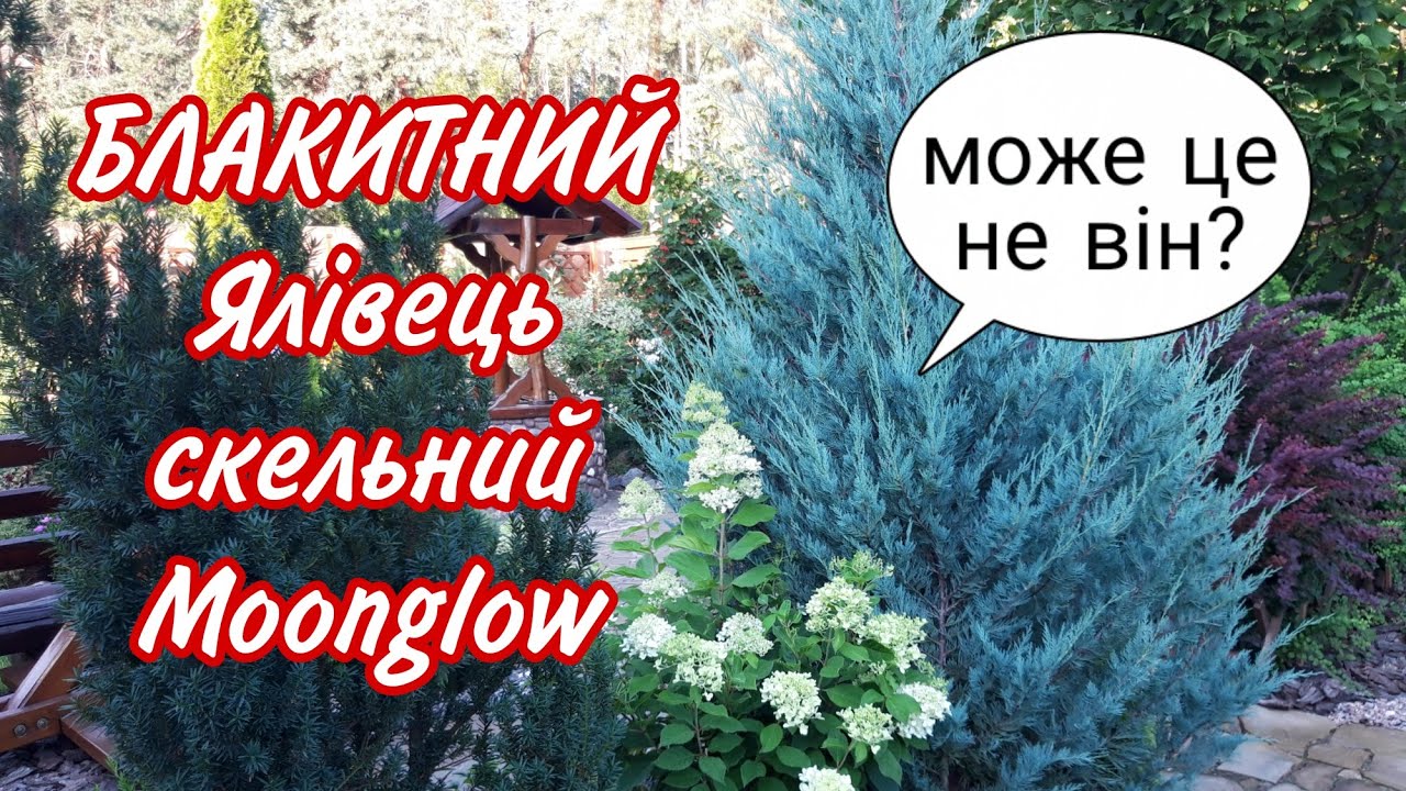 Ялівець скельний Moonglow. Помилилася ? Як змінюється ялівець скельний Мунглоу за 10 років ...
