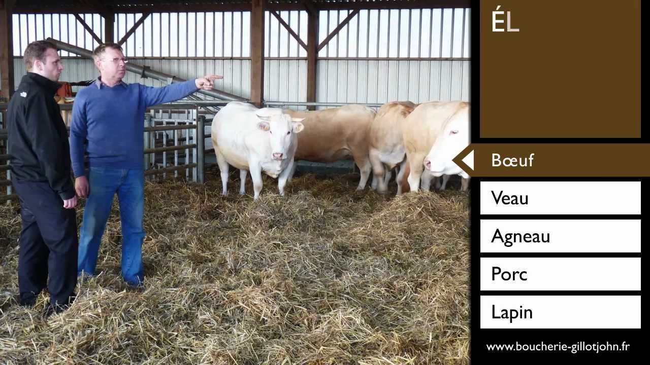 Boucherie Moderne Élevage - YouTube