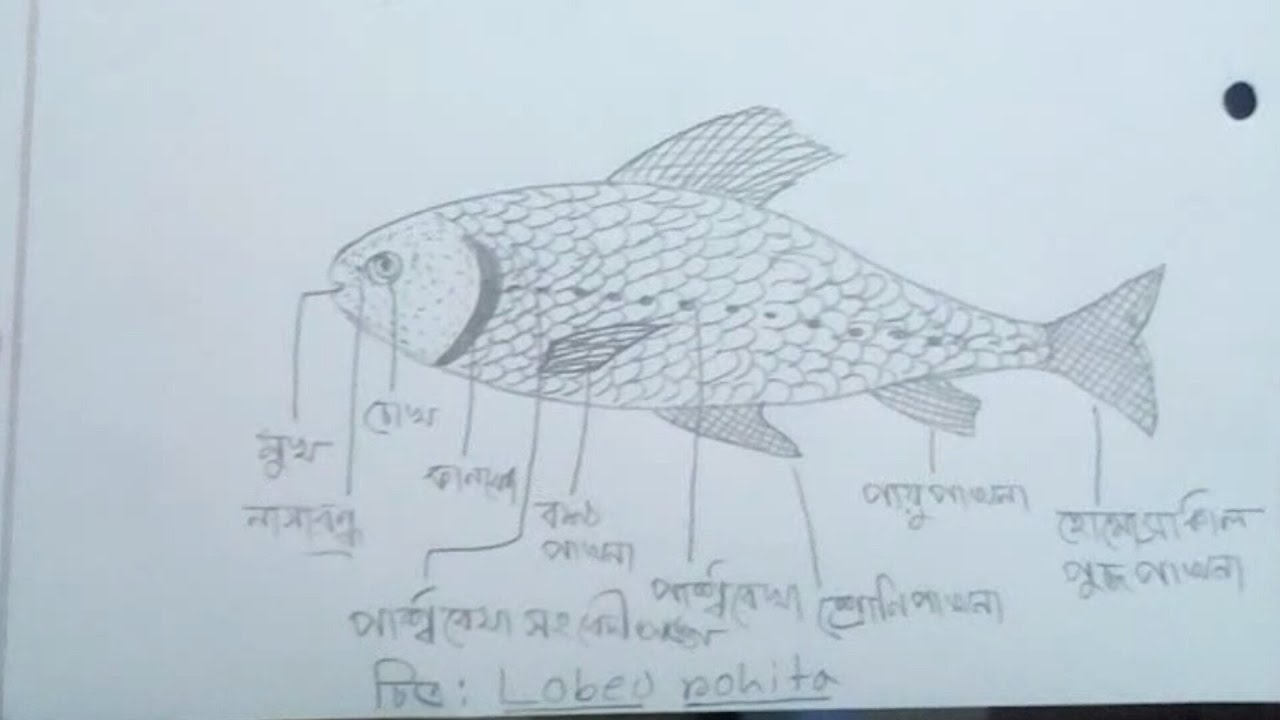 How to art Fish(Lobeo rohita) easily ll HSC Exam Biology practical ...