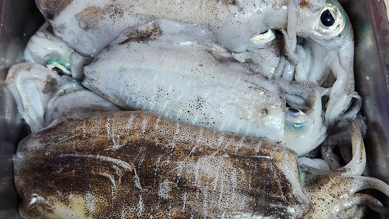 PAANO MANG HULI ng PUSIT LUMOT|Fredong Gala - YouTube