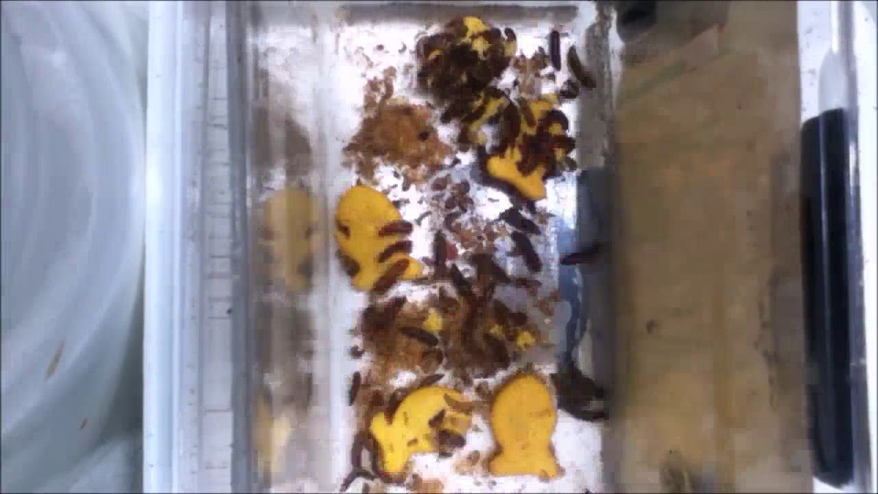 Dermestids Canada Dermestes Lardarius Timelapses #40,662 523 - YouTube