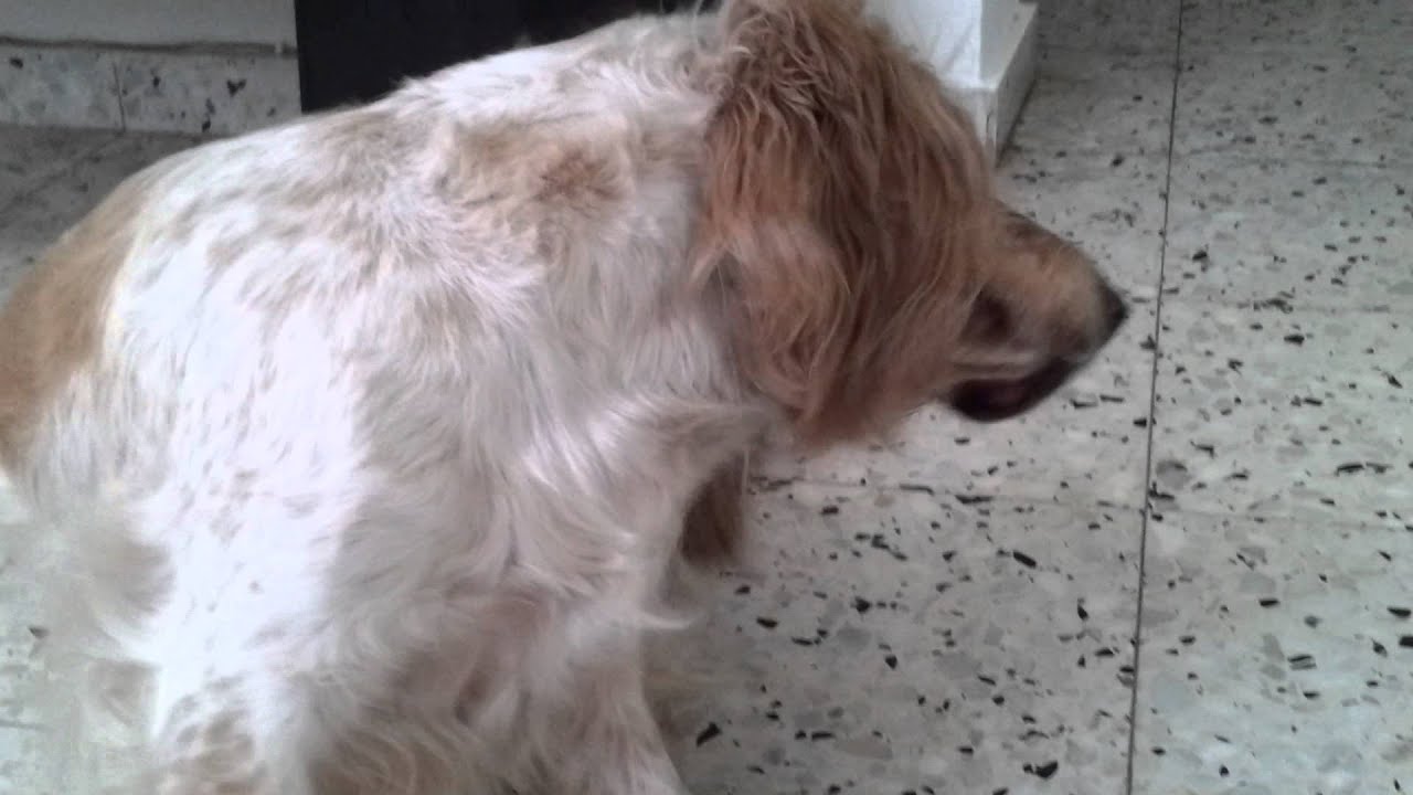 Lemon roan cocker spaniel does her back dance - YouTube