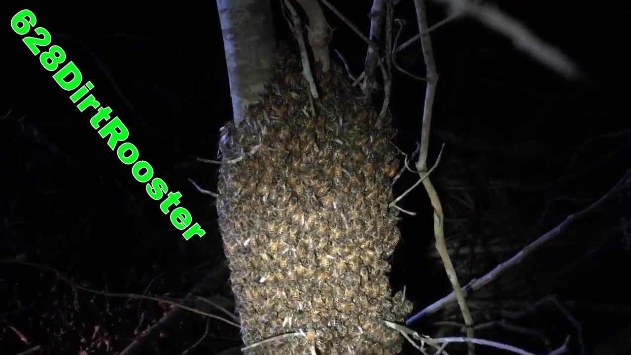 First Swarm Capture 2017 and A New Cat For The Bee Yard - YouTube