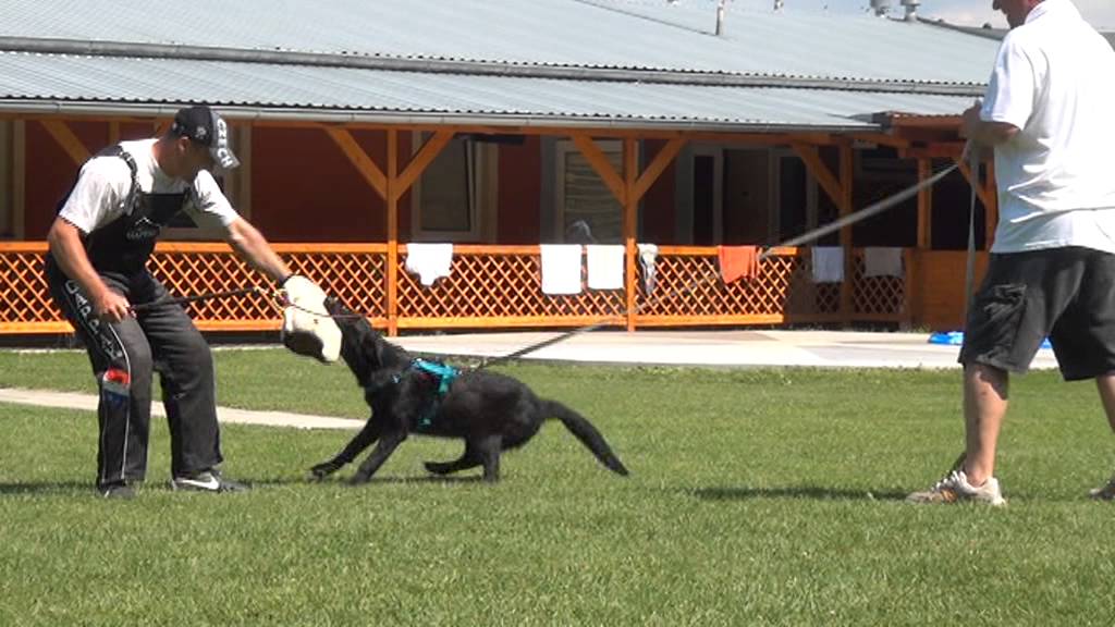 AGRIT vorm 4 - YouTube