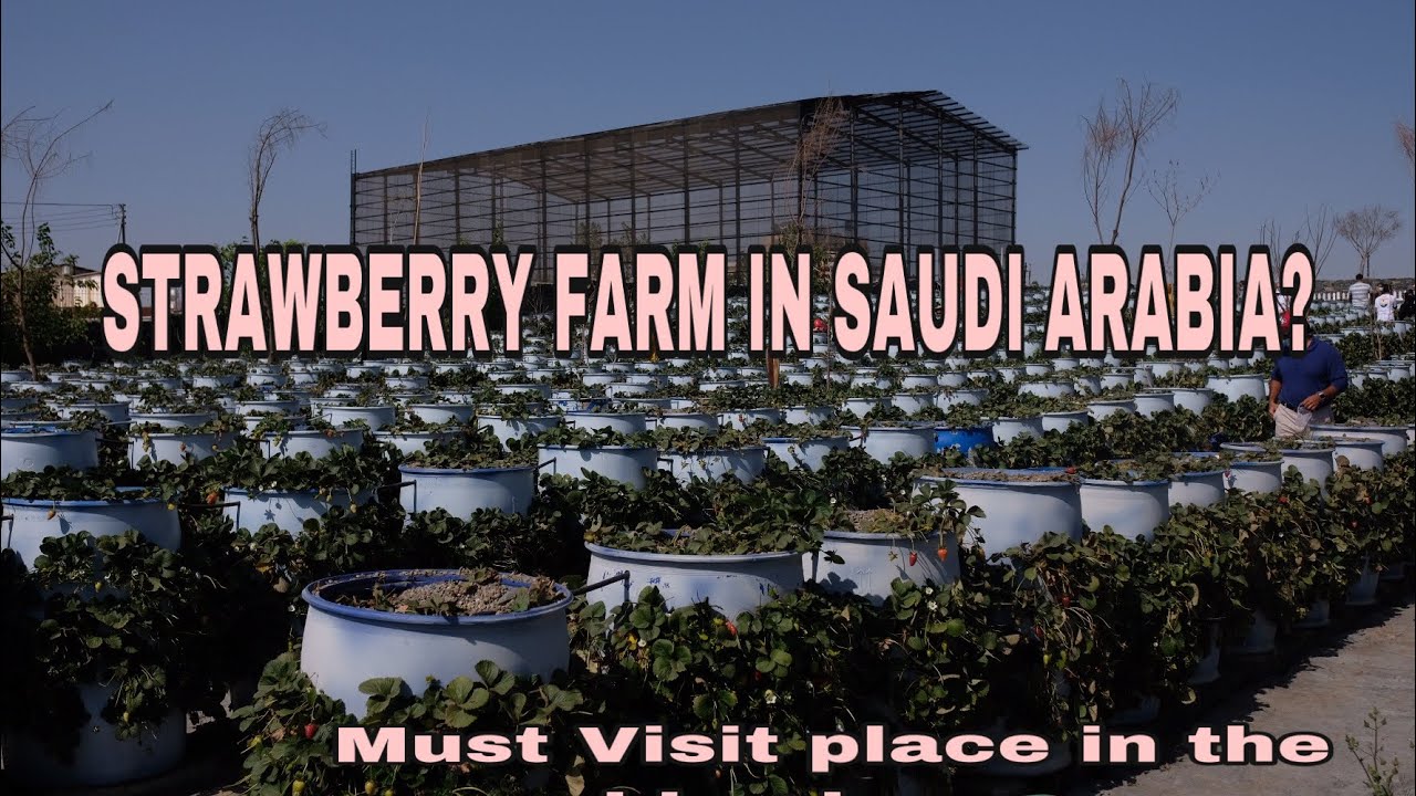 Strawberry Farm in Saudi Arabia // Top Things to do in Taif - YouTube