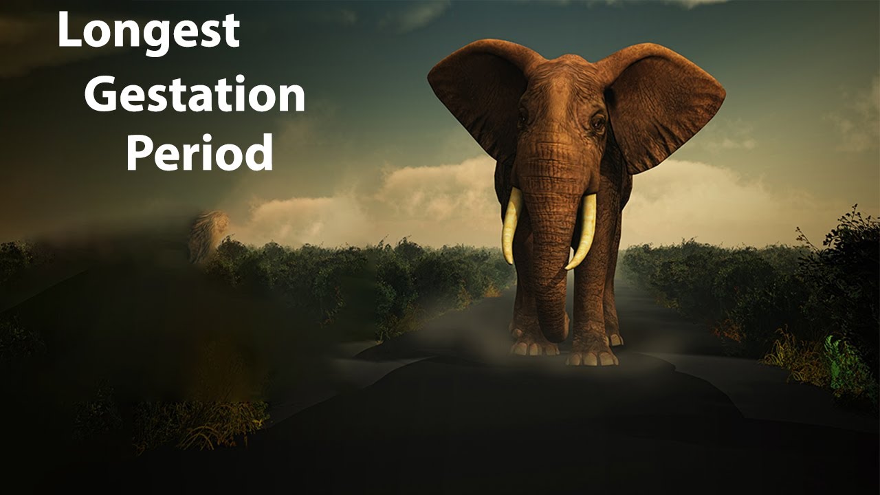 Which animal has longest pregnancy - YouTube