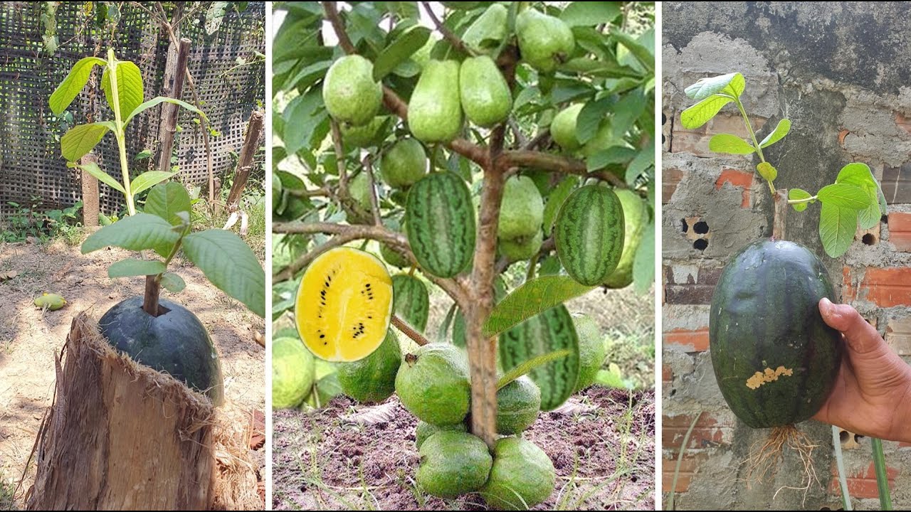 Grafting guava tree and watermelon makes the fruit taste delicious ...