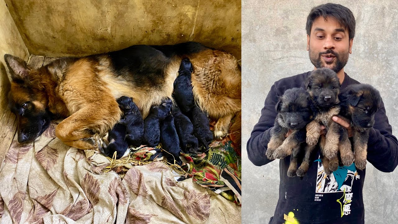 Hazel Has Given Birth to Beautiful German Shepherd Puppies | First ...