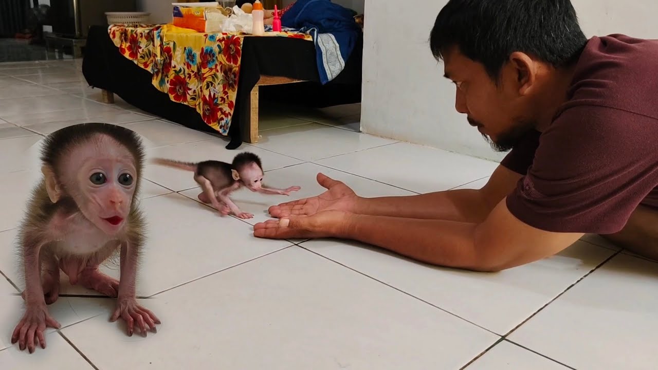 The beautiful sound of Mickey's baby monkey call, hear daddy calling, Mickey immediately comes 🥰 ...