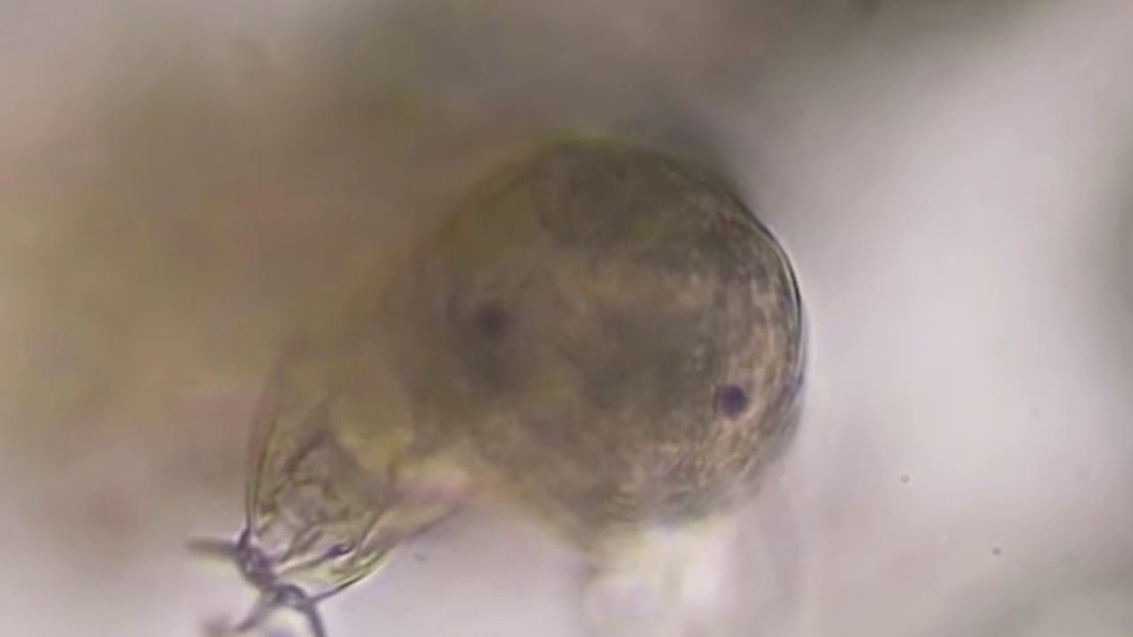 tardigrade face - YouTube