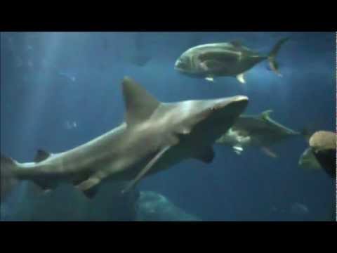 The plural of fish..is fishes? - YouTube