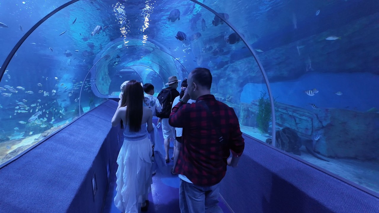 Walking Under the Ocean at VinWonders Nha Trang Aquarium - YouTube