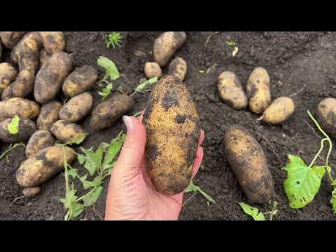 Картофель Гранада. Очень урожайный и вкусный. От 5 сентября. - YouTube