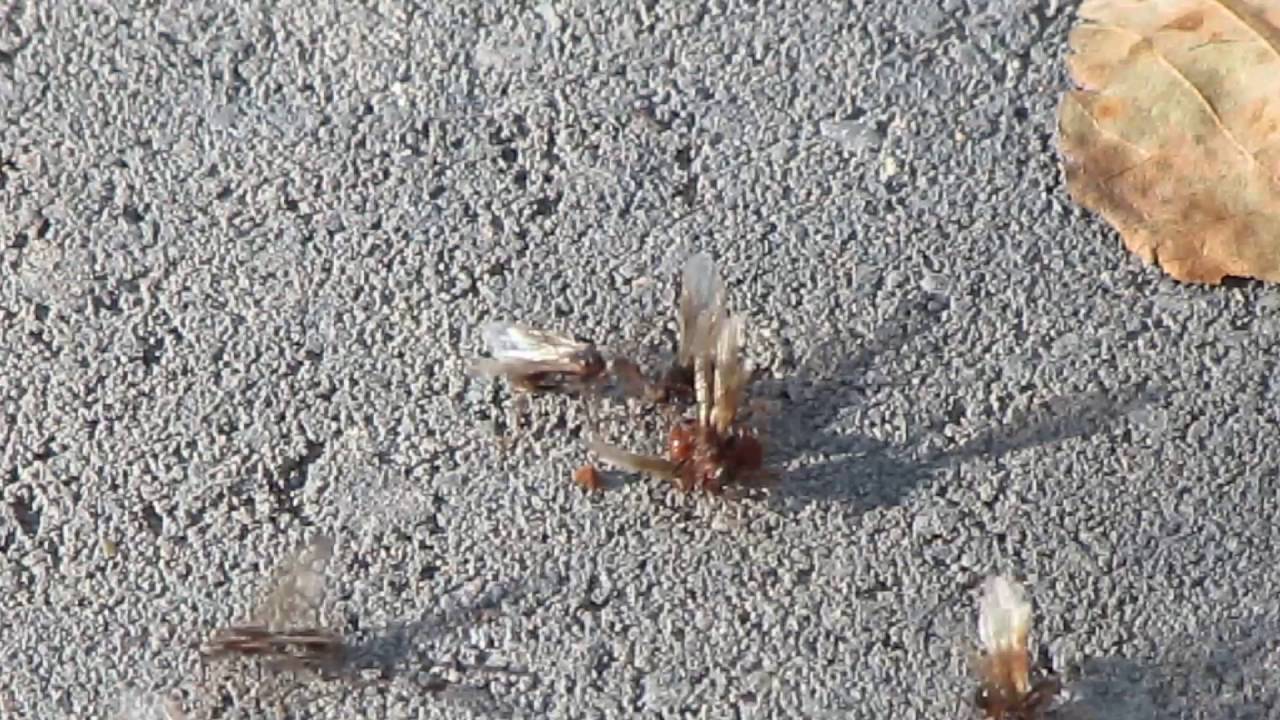 Nuptial Flight of Ants. S Central Saskatchewan, Canada Aug 21/16 - YouTube