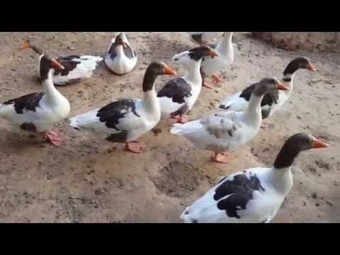 Kaz Tavşan ailesi ve yavruları / Evcil Hayvan / Sevimli hayvan - YouTube