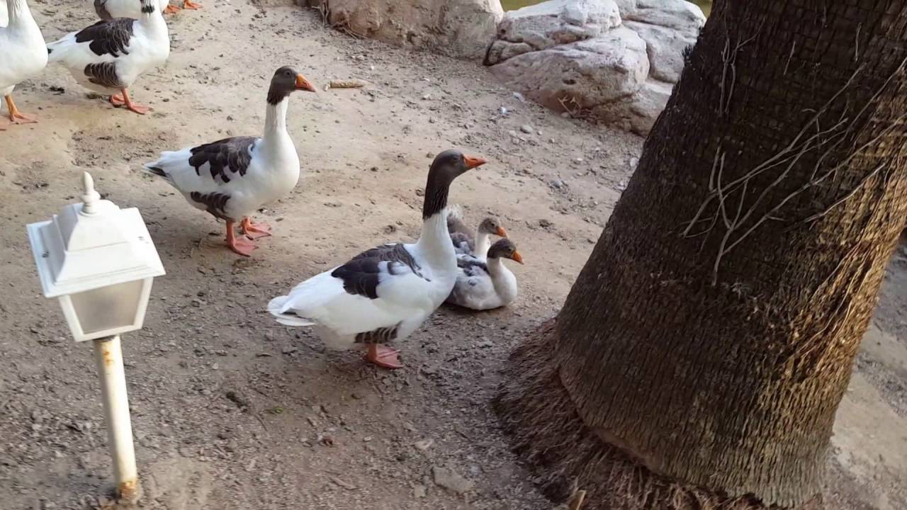 Kaz Tavşan ailesi ve yavruları / Evcil Hayvan / Sevimli hayvan - YouTube