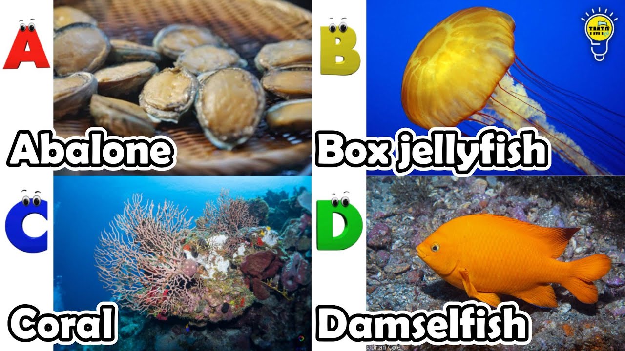 ABC phonics animals | ABC Sea Animals song | English and Animals for ...