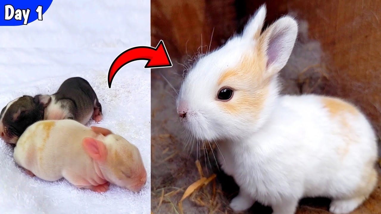 Baby Rabbits Growth day by day - YouTube