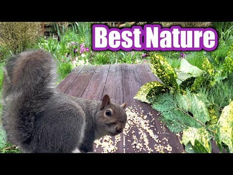Best Nature - Relax With Squirrel - Birds Singing - YouTube