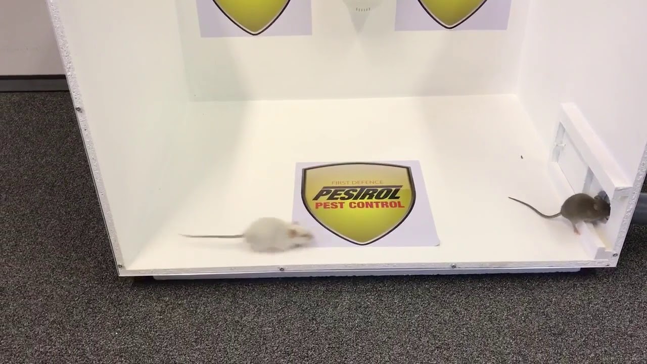 Pestrol Rodent Free Pro in operation - YouTube