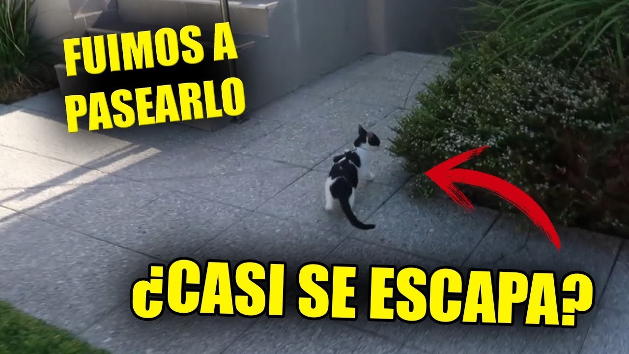 PASEAMOS AL BEBÉ GATO POR PRIMERA VEZ CON LYNA ¿Y CASI SE ESCAPA? - YouTube