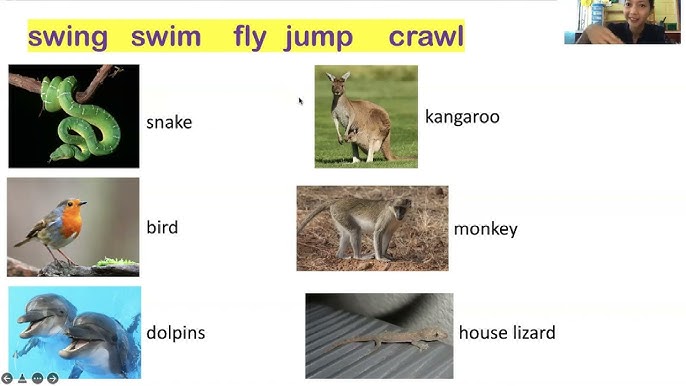 Crawling Animals List
