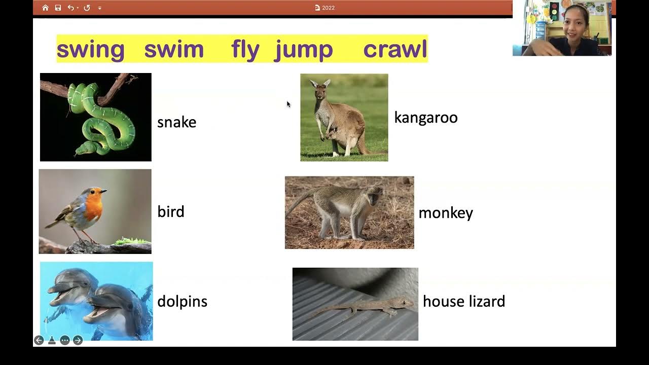 English Time: Animals that can swing, swim, fly, jump and crawl ...