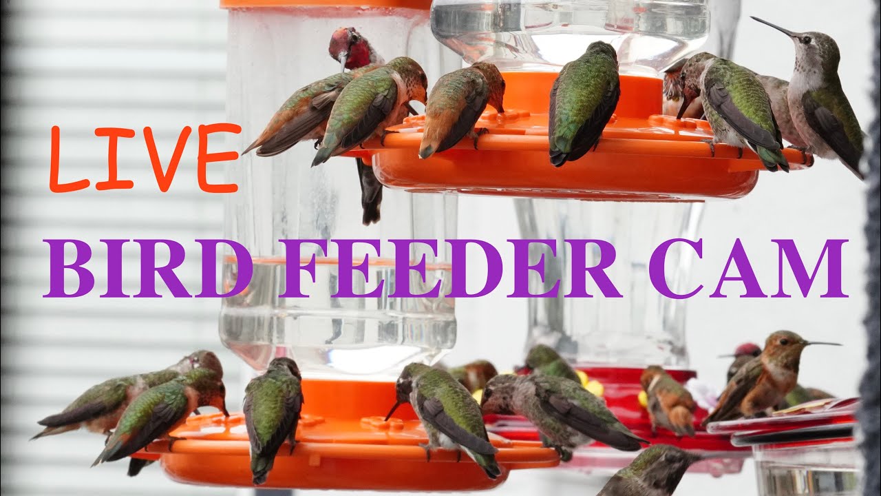Hummingbird Cam: The Cutest LIVE Nature Feeders! 2/23/2025 San Diego ...