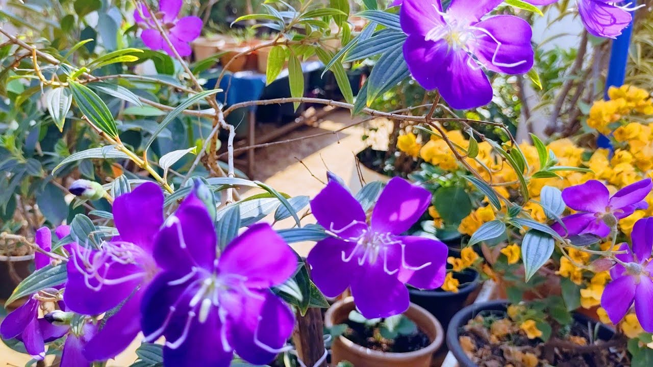 Tibouchina /princess flower/Begum bahar.... how to grow and care - YouTube