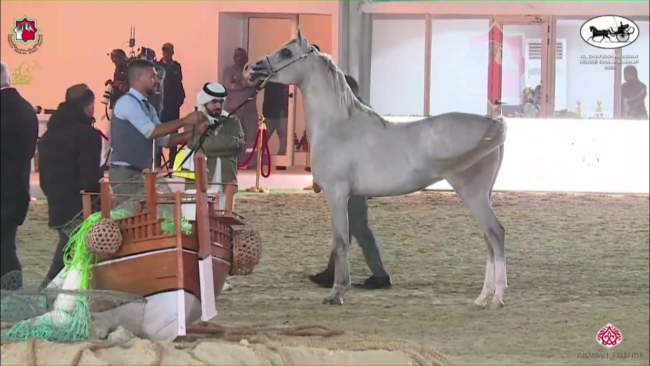 N.122 ARYAM AL SADEEM - Al Dhafrah Arabian Horse Championship 2023 ...