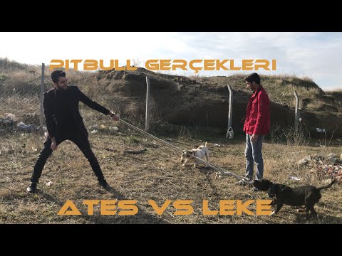 PİTBULL GÜCÜNÜ SINADIK !!!