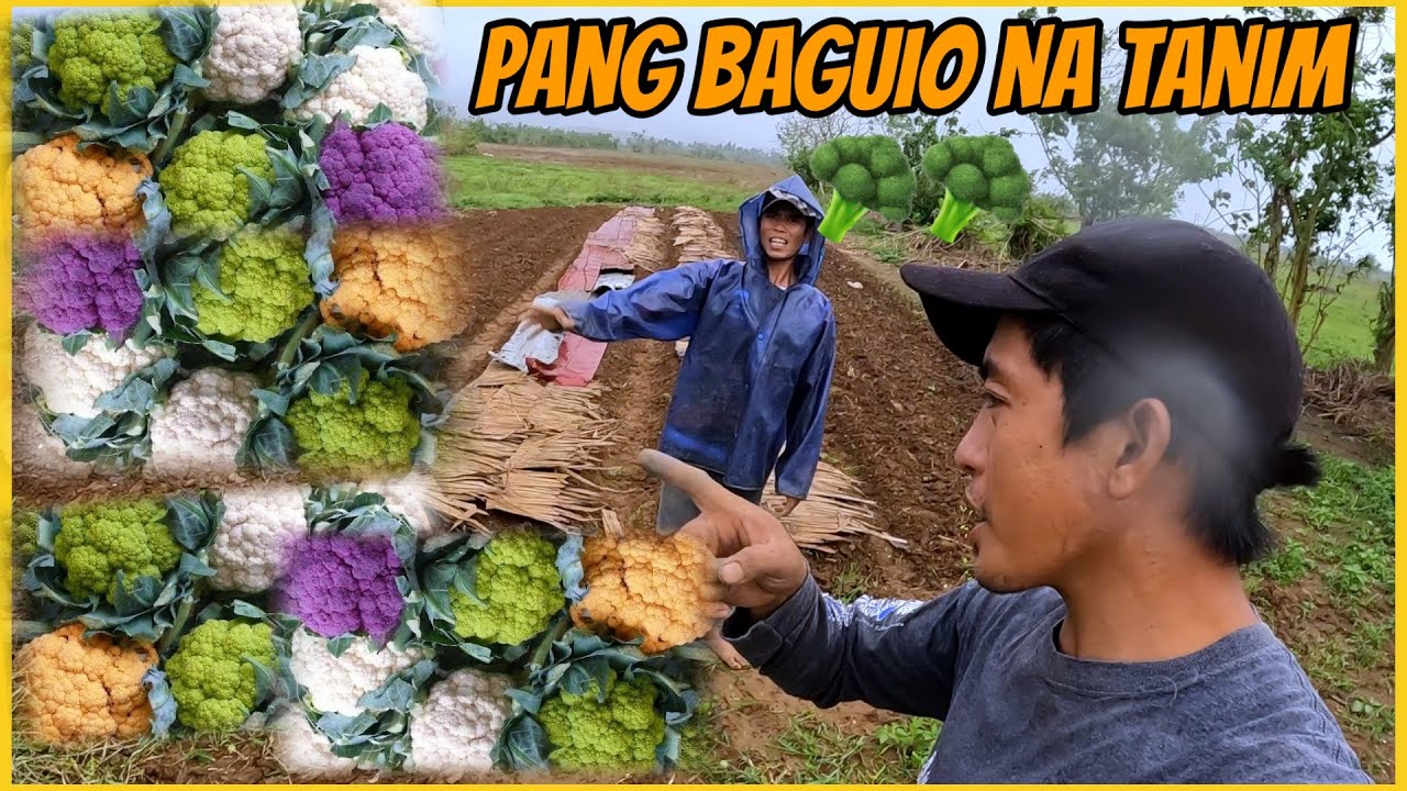 PAGPUPUNLA NG PANG CITY OF BAGUIO NA TANIM, CAULIFLOWER, REPOLYO ...