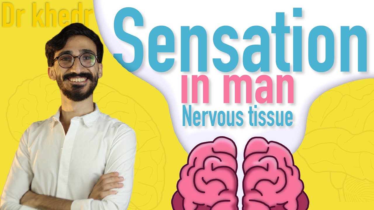 Biology Sensation In Human Chapter 5 Second Term Senior 2