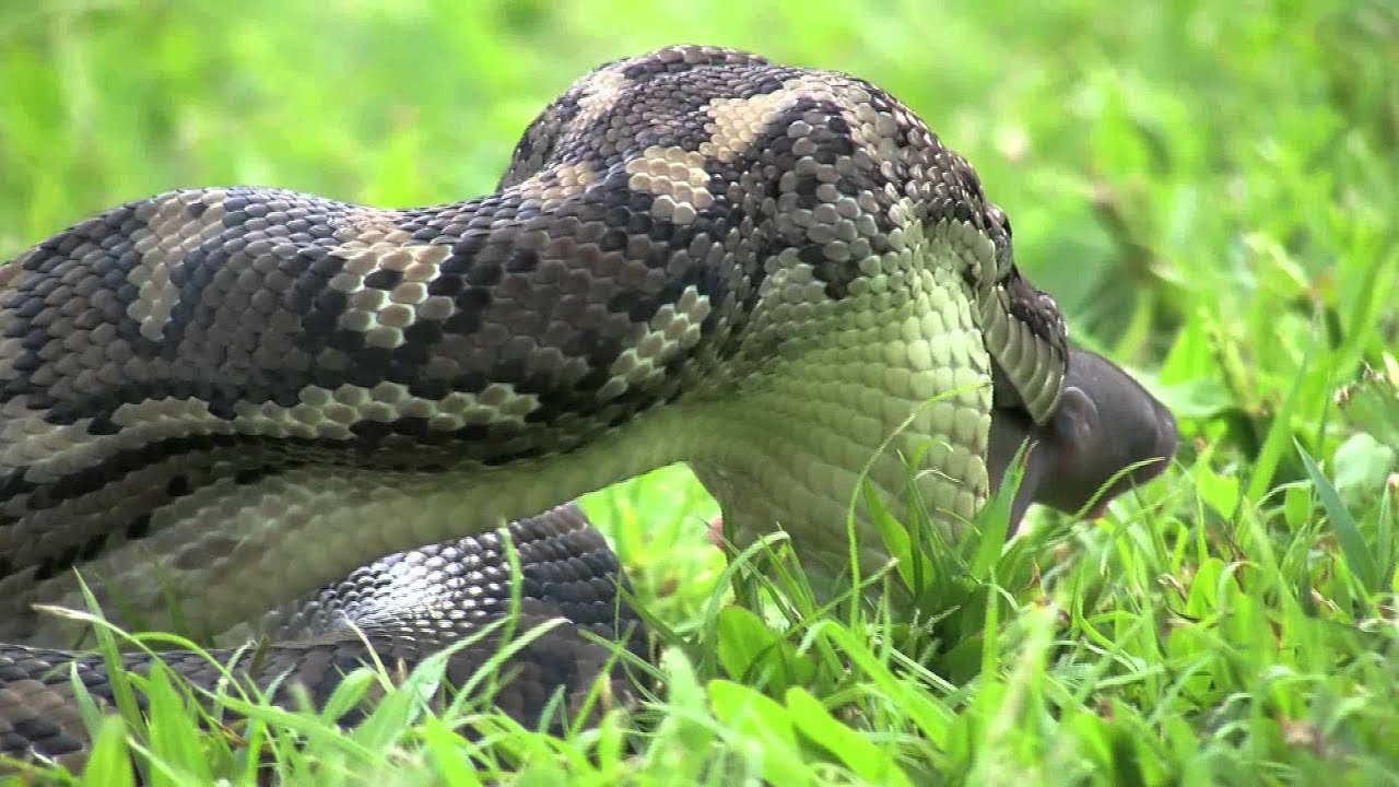 Snake eating rat pup (9) - YouTube
