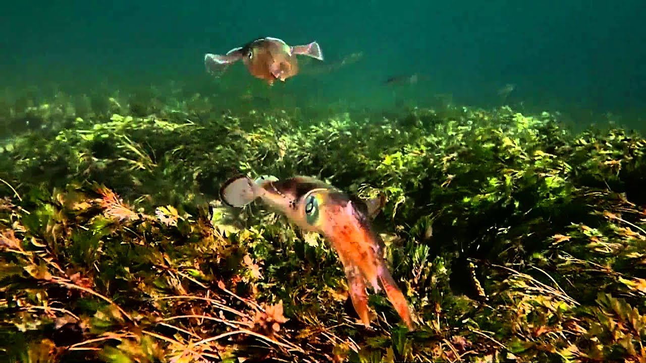 squid breeding marino rocks south australia - YouTube
