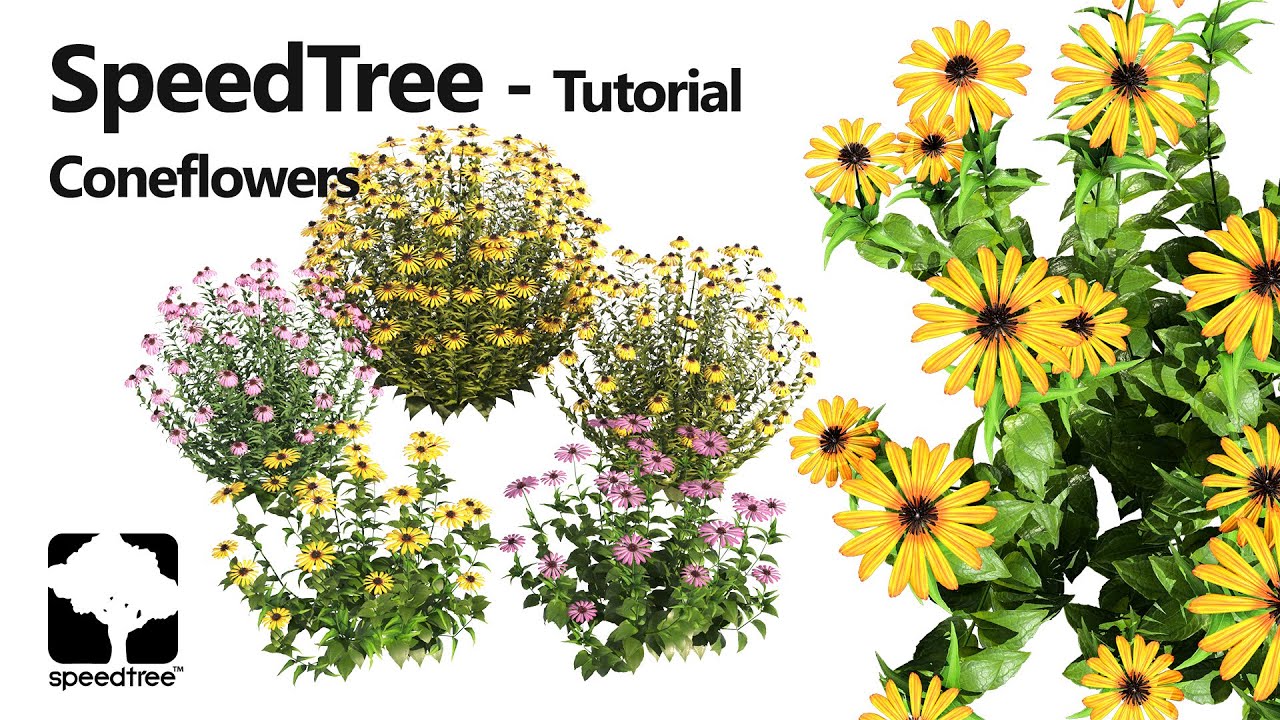SpeedTree - Tutorial - How to create game ready Coneflower Rudbeckia ...