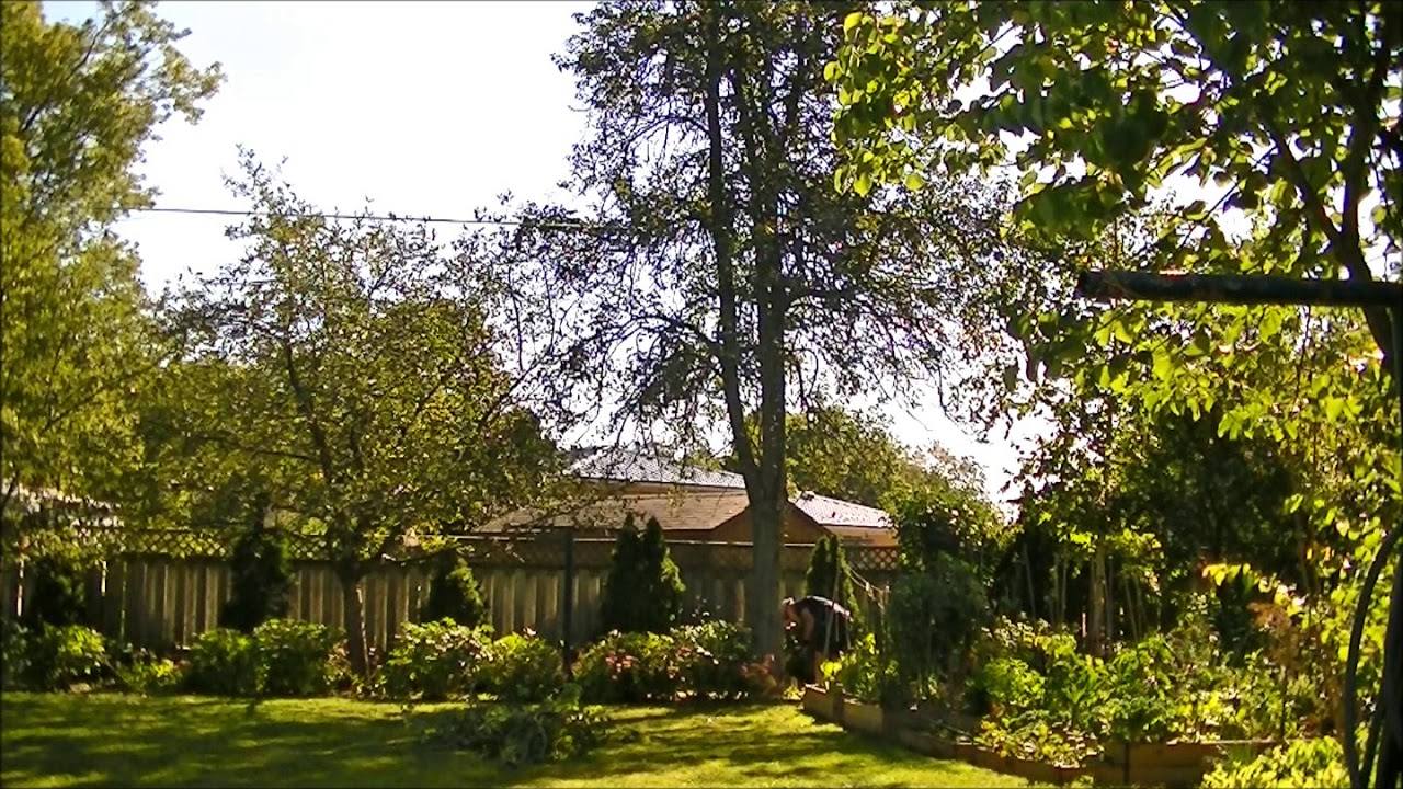 Cutting down 45 ft pear tree - YouTube
