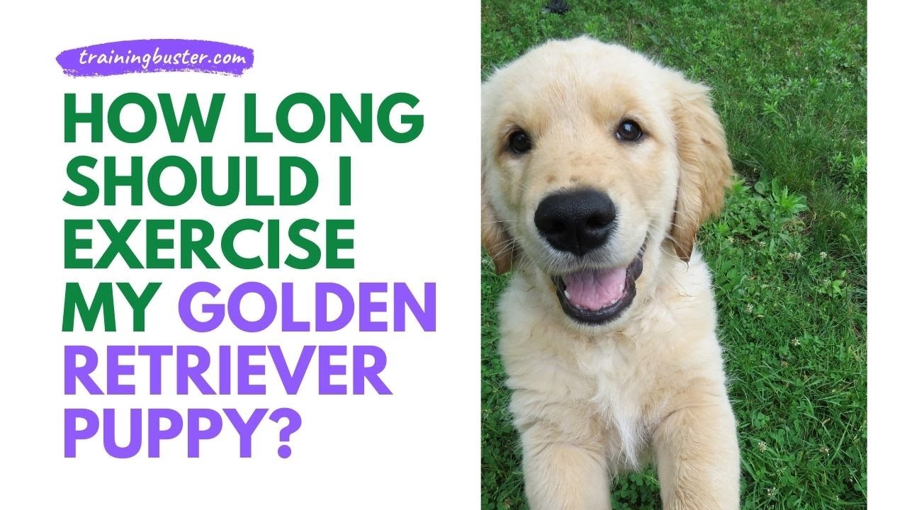 How Long Should I Exercise My Golden Retriever Puppy? - YouTube