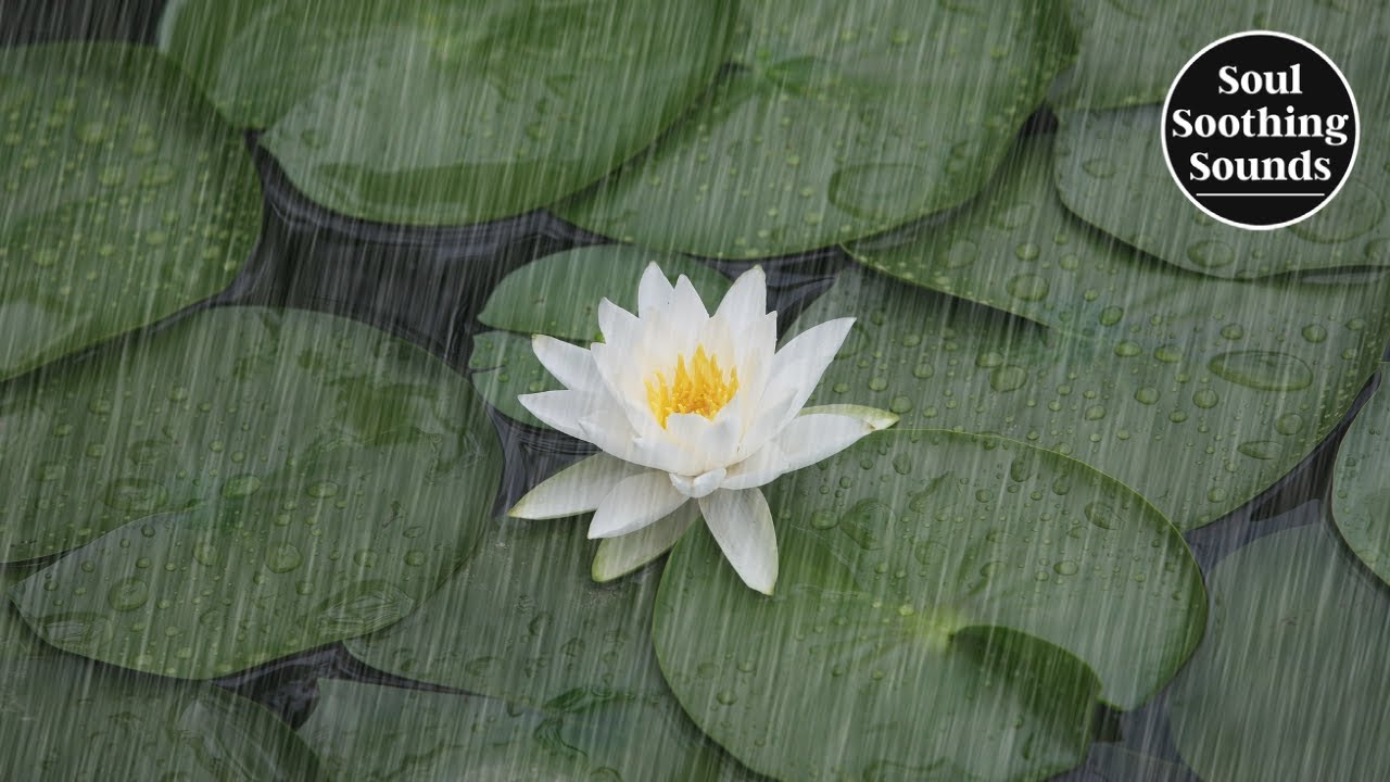 8 Hr Japanese Zen Rain Sounds - YouTube