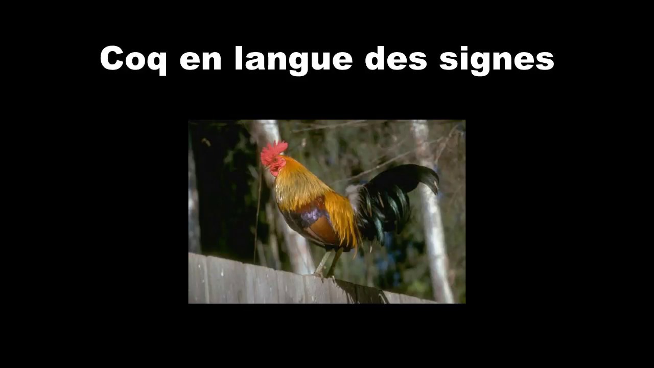 Coq en langue des signes française - YouTube