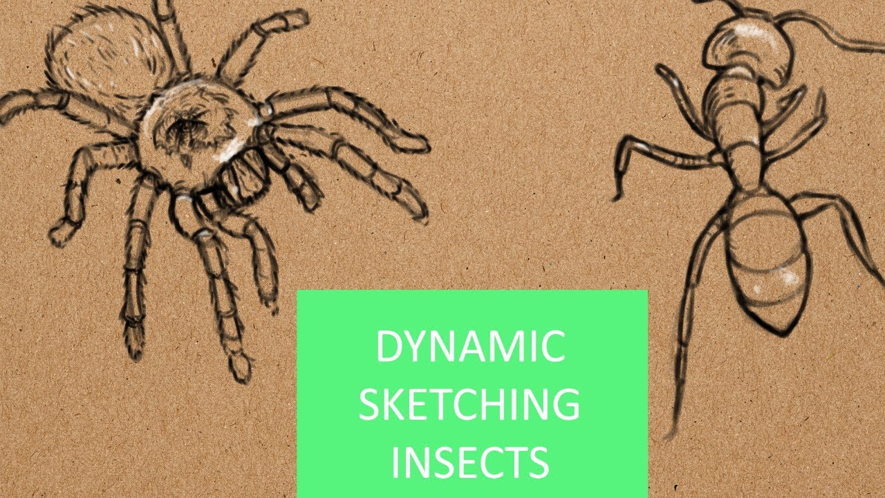 Dynamic Skething - Insects + STEP BY STEP - YouTube