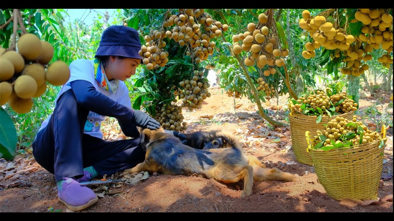 Harvest Super Longan Fruit to sell at market, make lotus seed longan ...