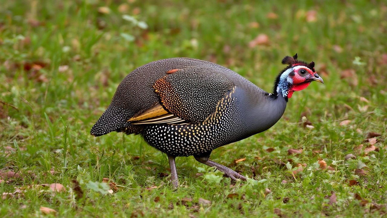 Guinea Fowl Alarm Calls: Nature's Early Warning System - YouTube