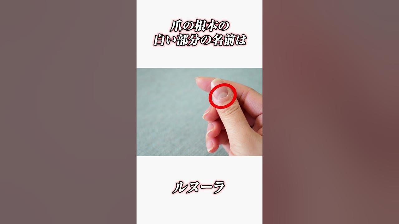 意外と知らない「物の名前」に関する雑学④ Shorts雑学トリビア Youtube