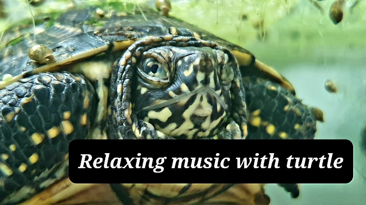 Relaxing music with turtle -TurtleTerrapinTortoise- - YouTube