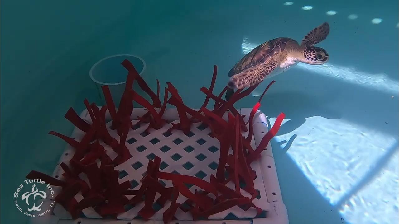 Sea Turtle Shell Scratch Enrichment | Sea Turtle Inc - YouTube